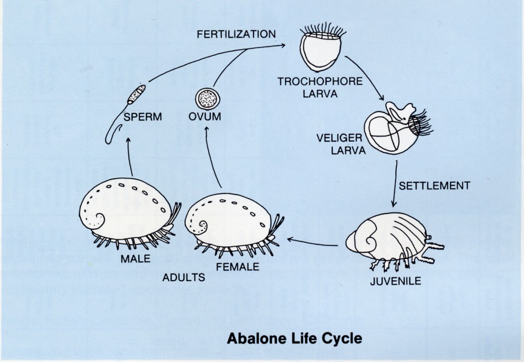 The Abalone Hunter Biology Special – Mendocino TV